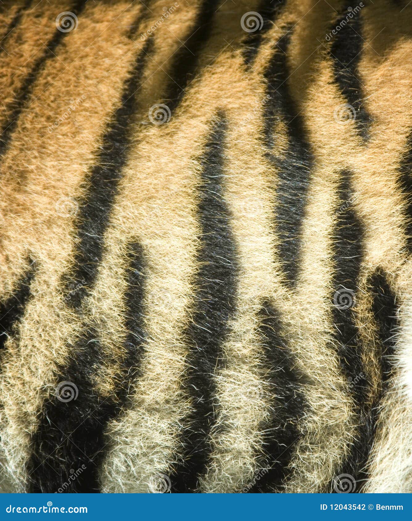 Tiger fur stock photo. Image of texture, strong, white - 12043542