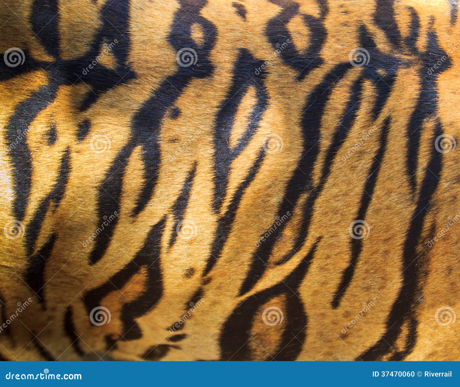 Tiger fur as background stock photo. Image of carnivore - 37470060
