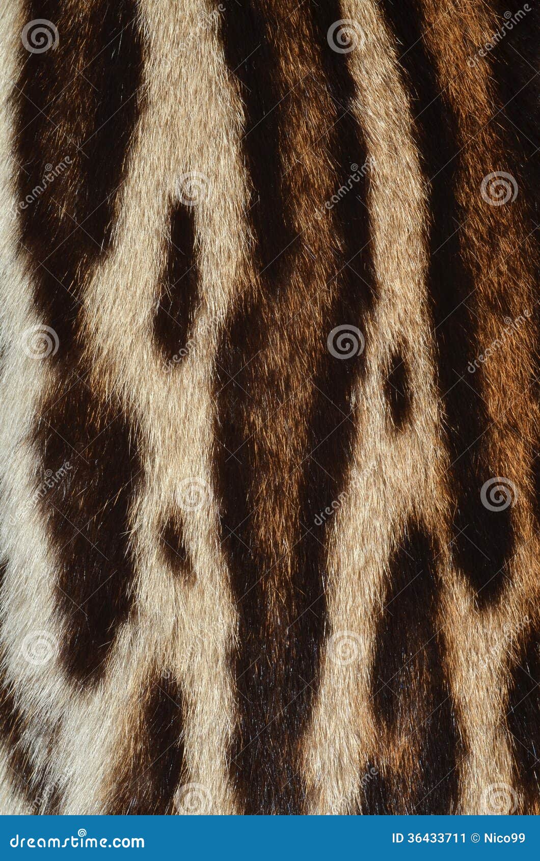 Tiger fur background stock image. Image of background - 36433711