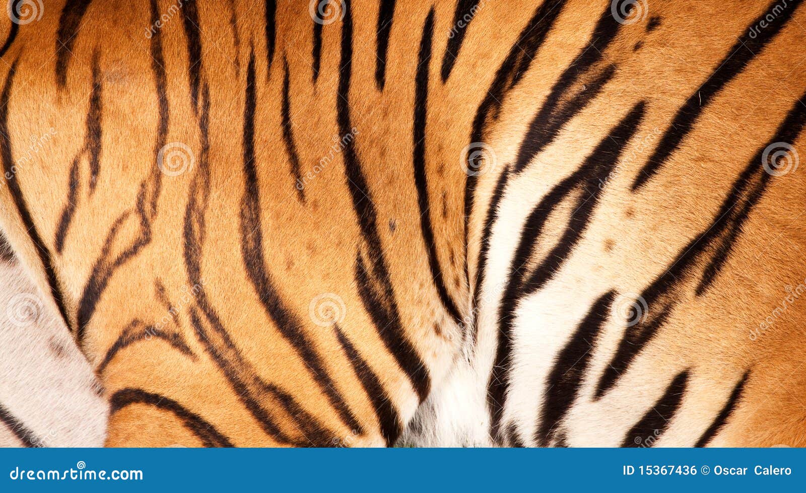 Tiger fur detail stock photo. Image of textures, close - 15367436