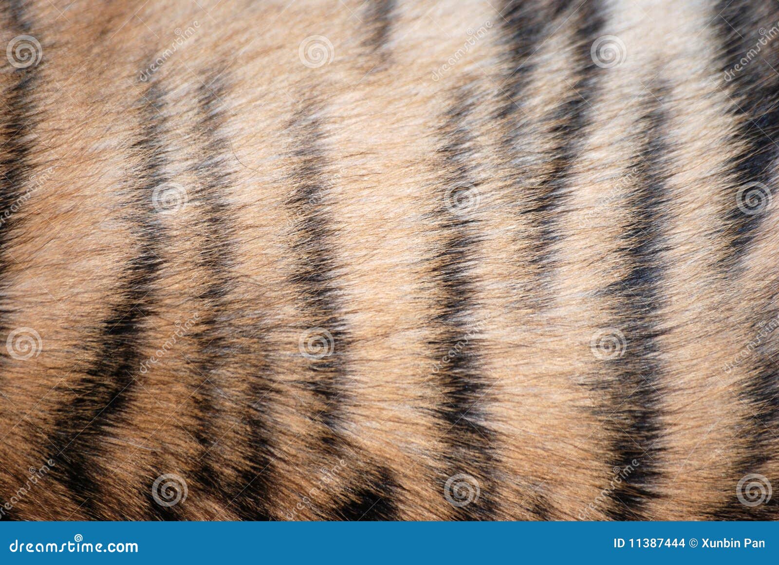Tiger fur pattern stock photo. Image of animal, decorative - 11387444