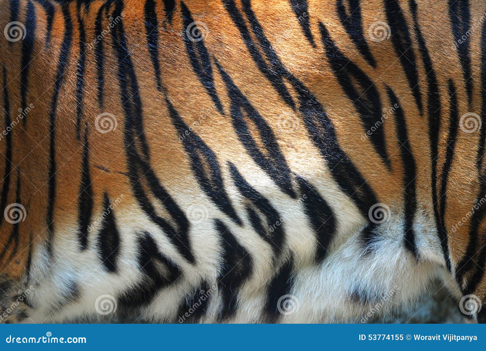Tiger Fur Stripe Pattern Background Stock Image - Image of close, real ...