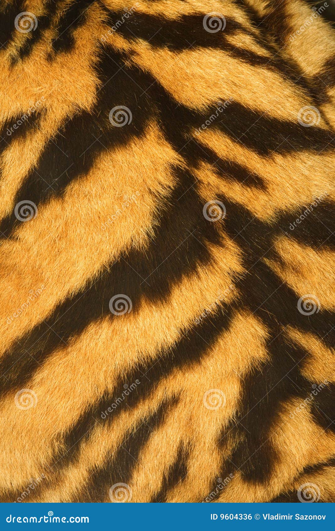Tiger fur texture (real) stock photo. Image of trendy - 9604336