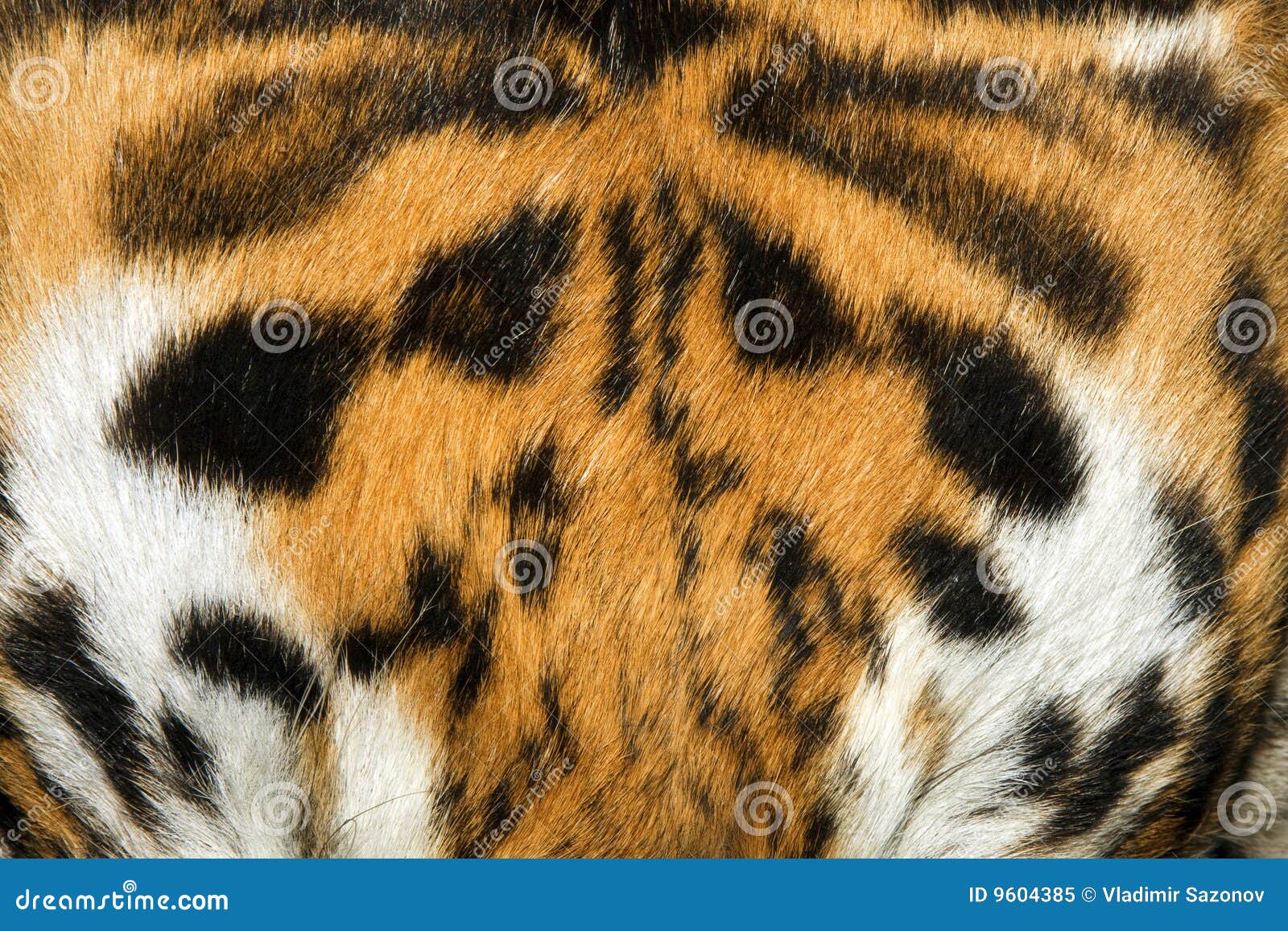 Tiger fur texture (real) stock image. Image of furry, fuzz - 9604385