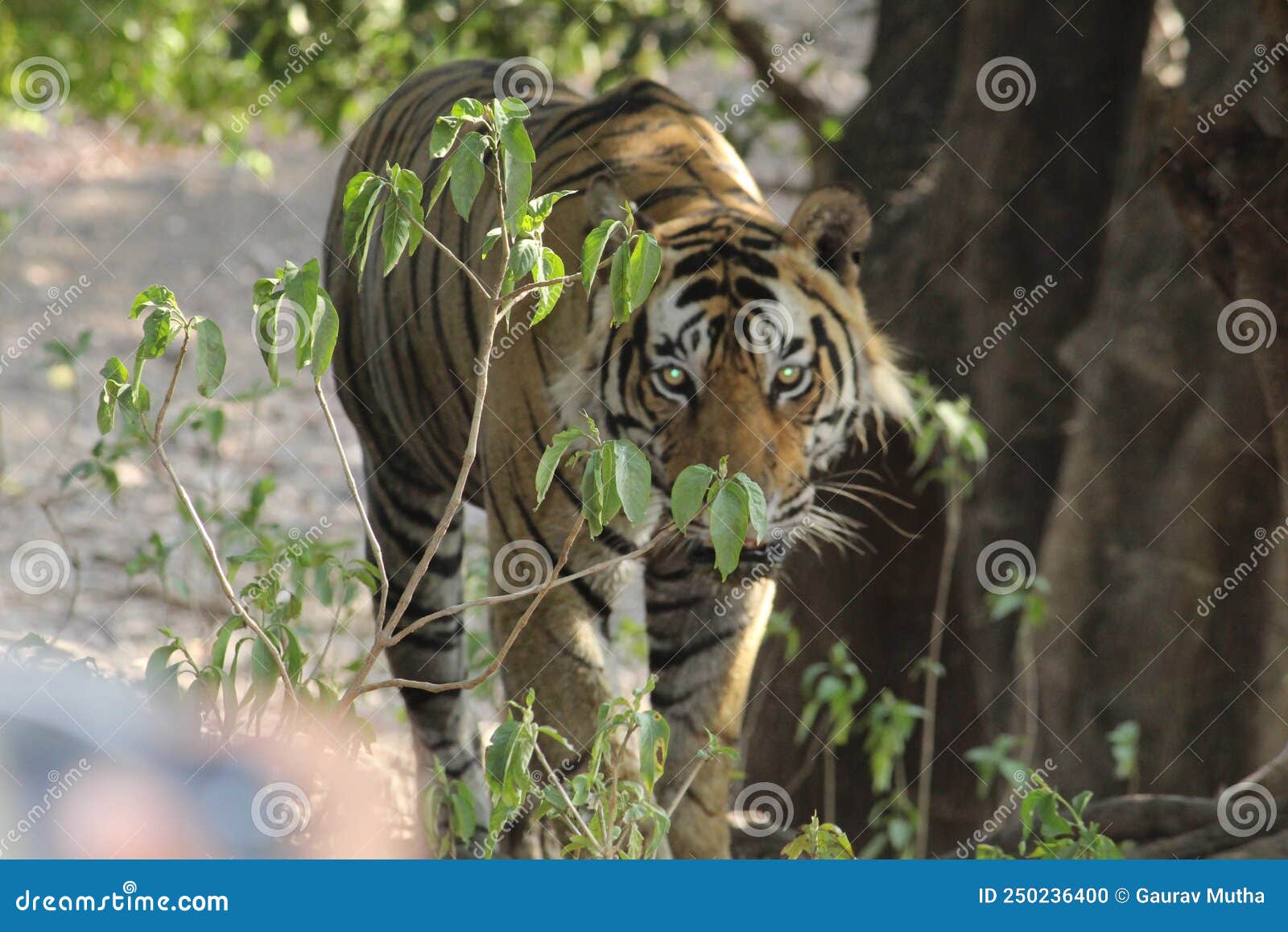 Tiger Royalty-Free Stock Image | CartoonDealer.com #250236400