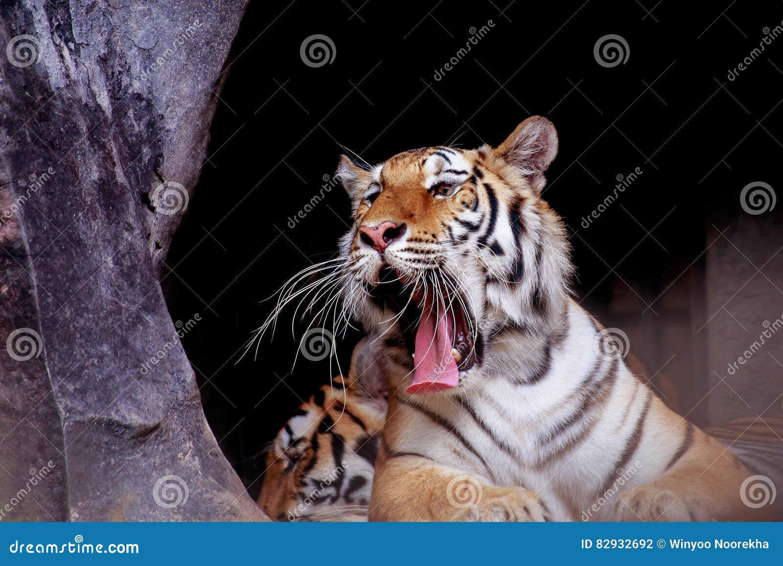 The tiger is gaping. stock photo. Image of closeup, bengal - 82932692