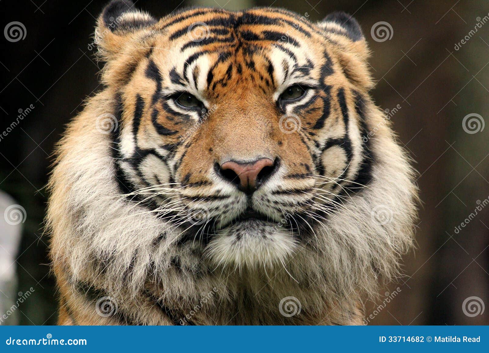 Tiger Gaze stock photo. Image of animals, tigress, wildlife - 33714682