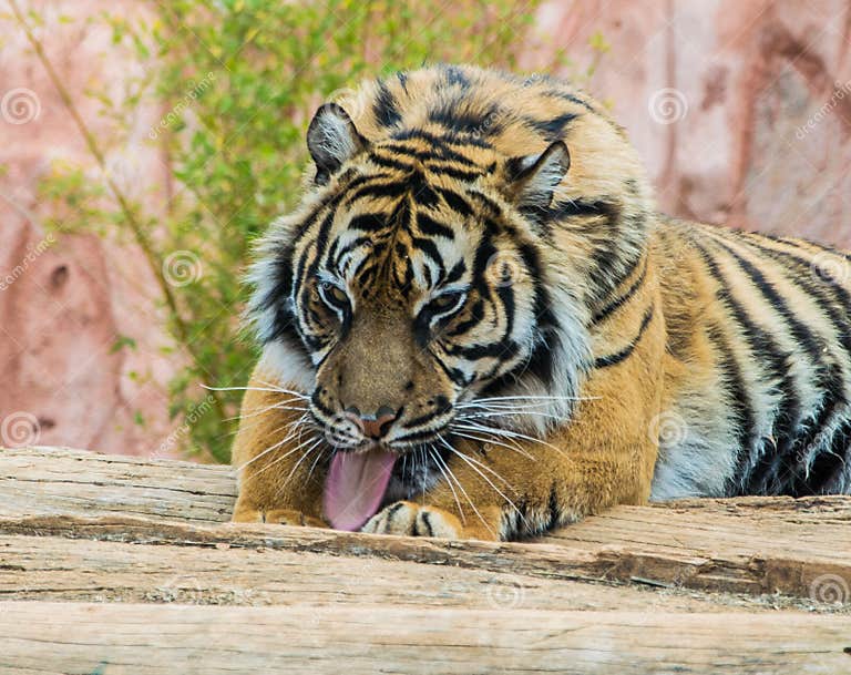 Tiger stock image. Image of asia, predator, wildlife - 103026103