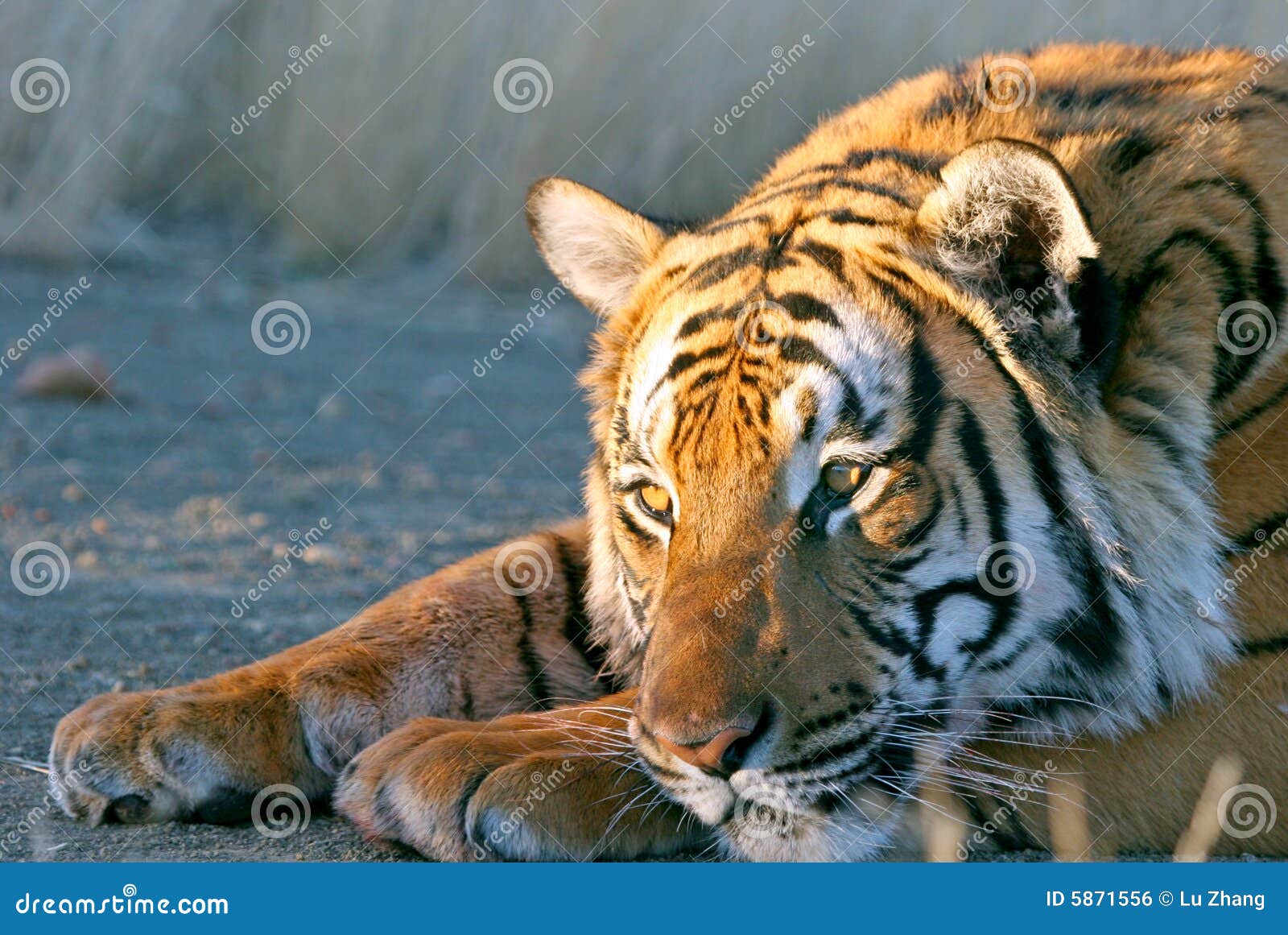 When a tiger getting sad stock photo. Image of grass, head - 5871556