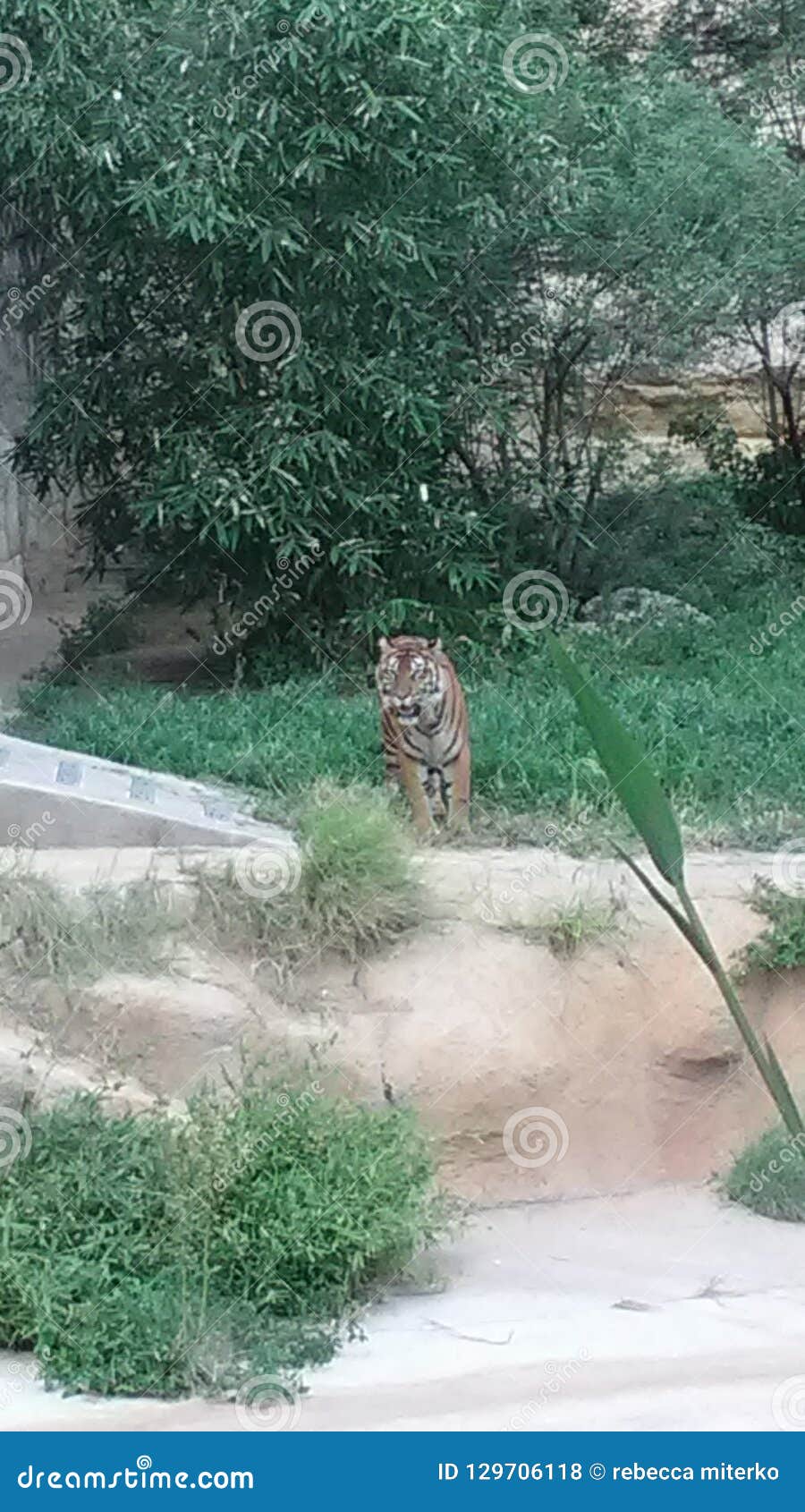 Tiger stock photo. Image of giving, sight, everyone - 129706118