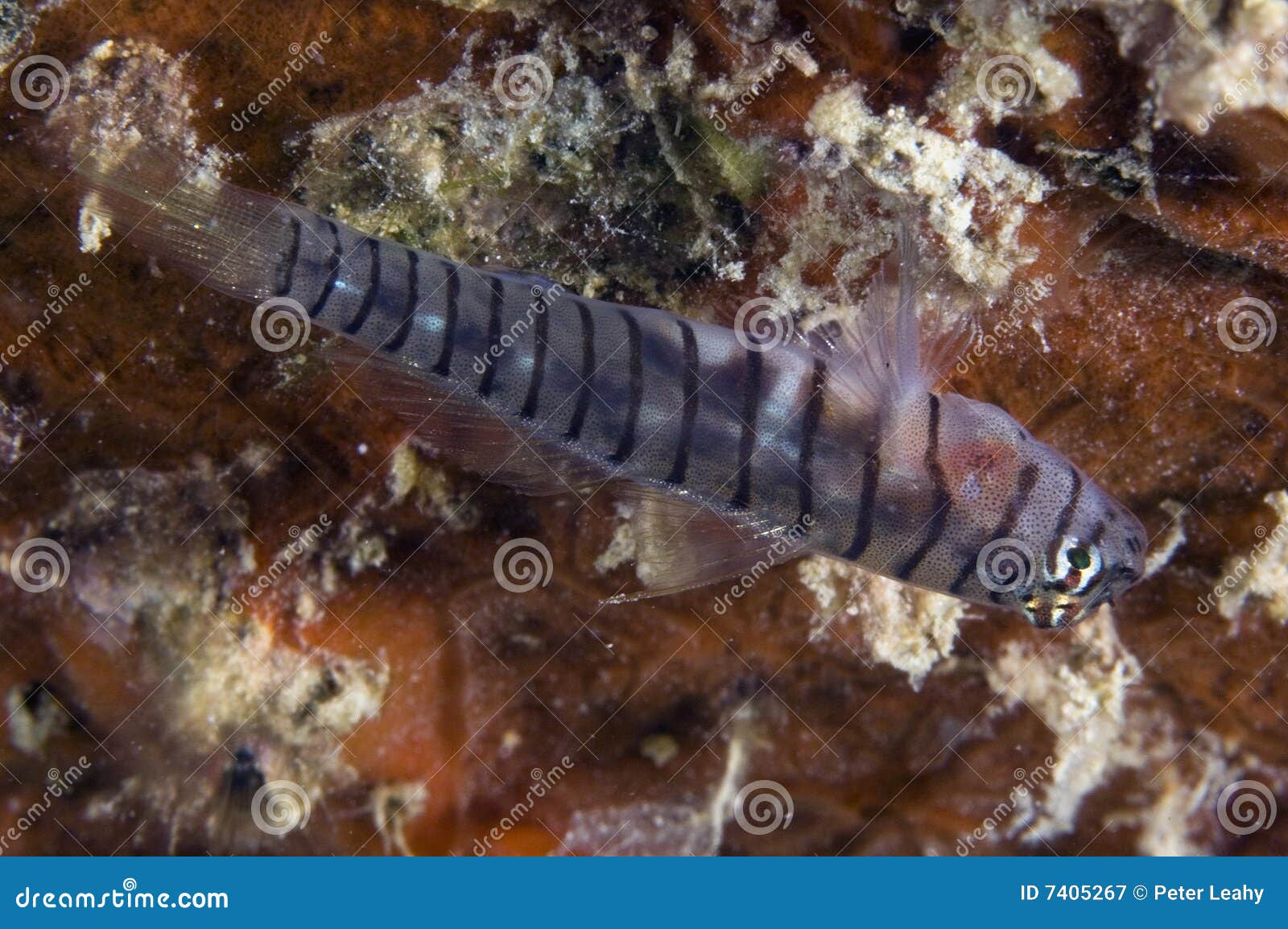 Tiger Goby stock image. Image of underwater, swim, atlantic - 7405267