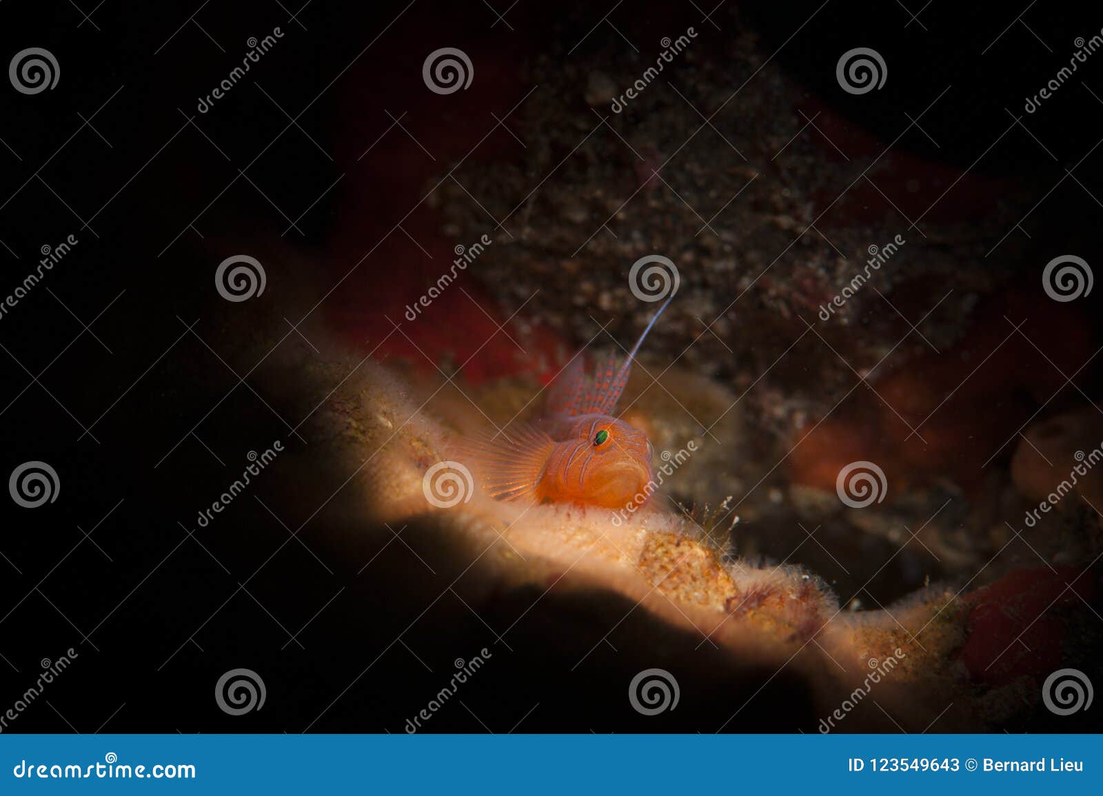 Tiger goby stock image. Image of underwater, speed, merine - 123549643