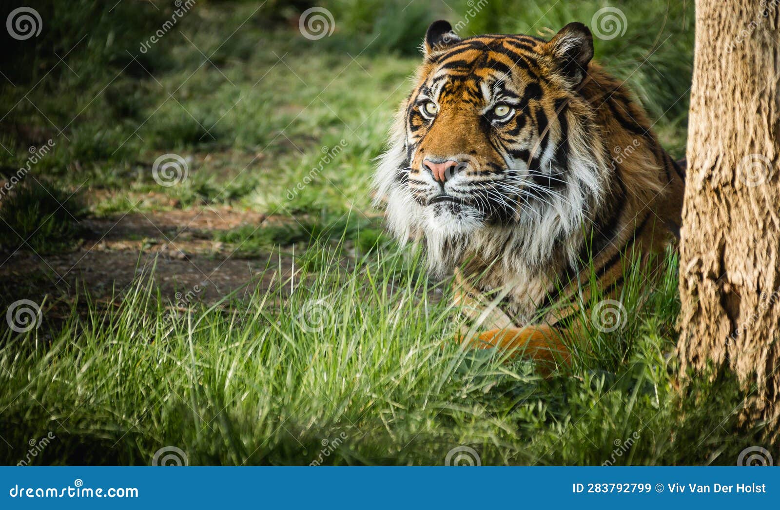 Majestic Hunter: a Tiger S Stealth Amidst the Grasslands Stock Image ...