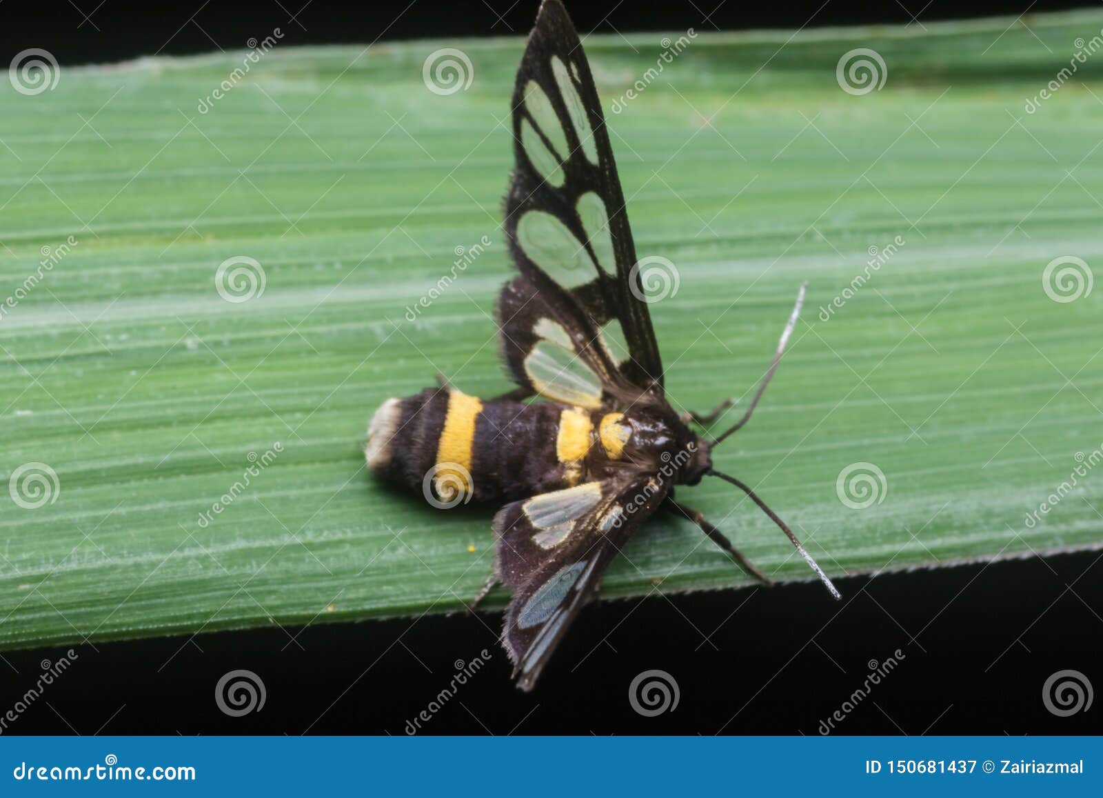 Tiger Grass Borer Moth in Nature Stock Image - Image of creature ...