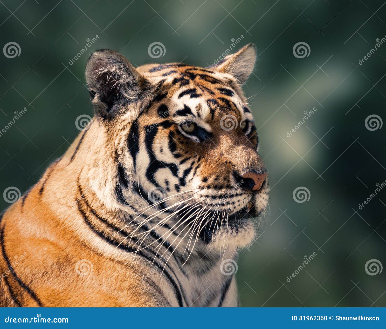 Tiger stock photo. Image of hair, bengal, face, forest - 81962360