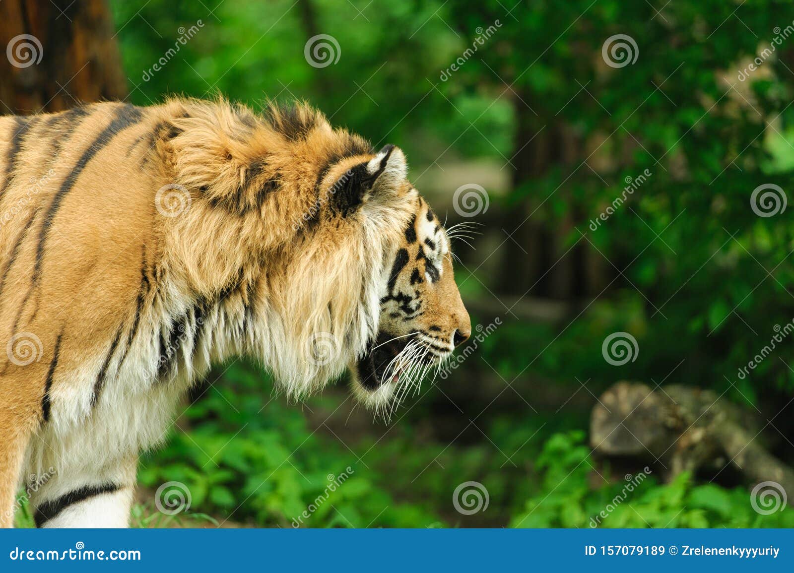 Tiger in the forest stock image. Image of strip, head - 157079189