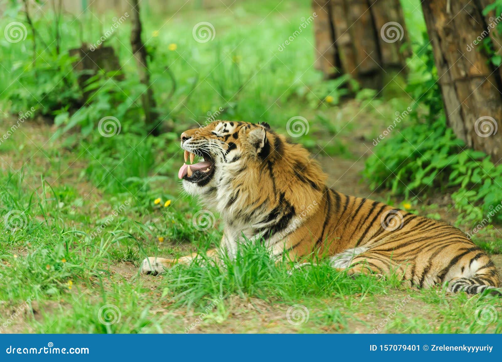 Roaring Panther In A Cage Royalty-Free Stock Photo | CartoonDealer.com ...
