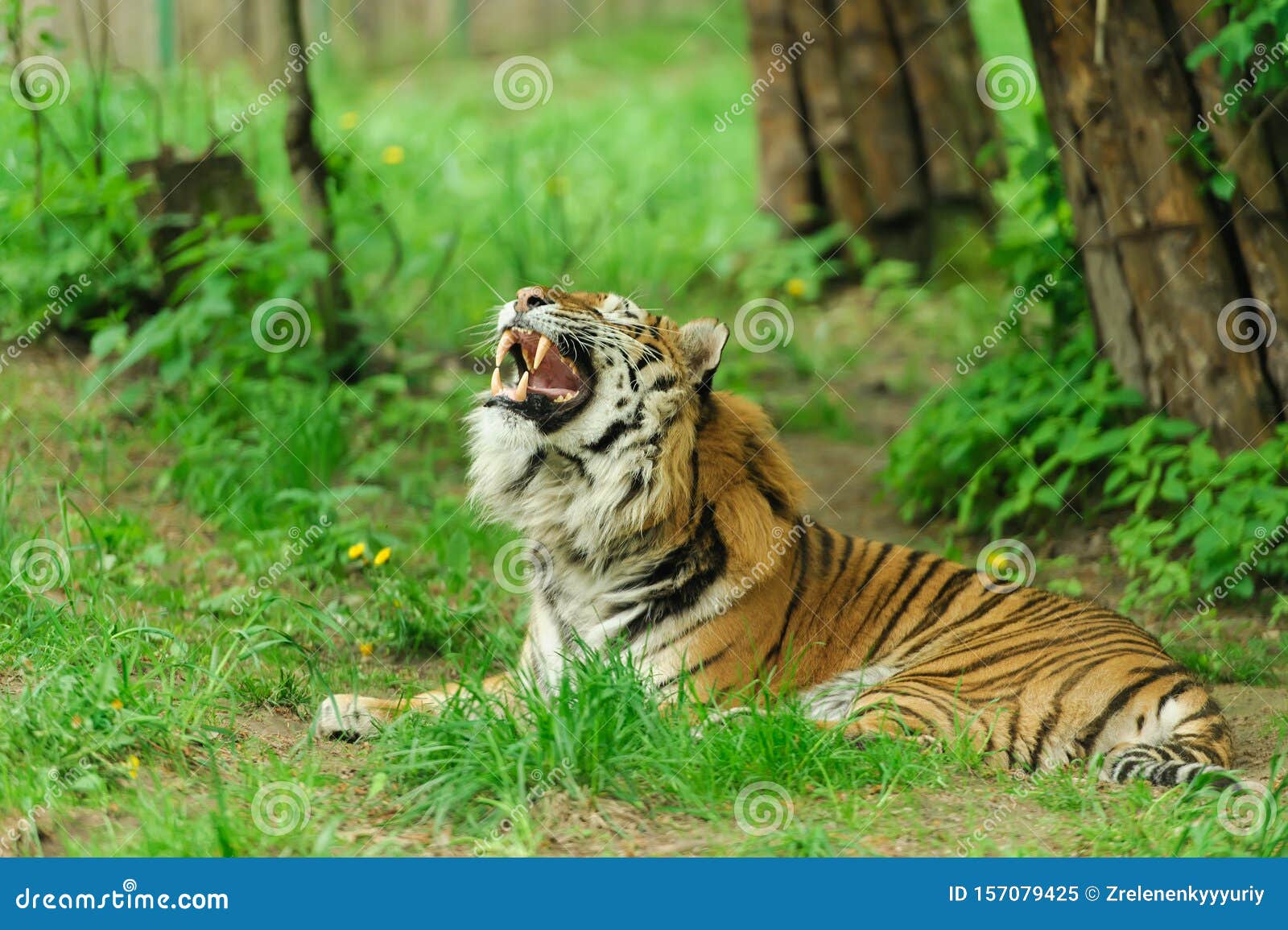 Roaring Tiger. Green Forest Stock Image - Image of bengal, face: 157079425