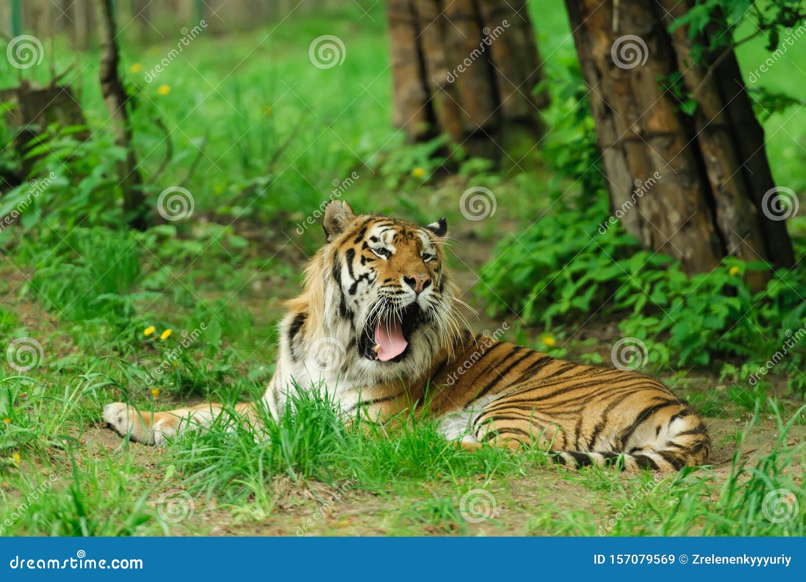 Roaring Tiger in the Forest Stock Image - Image of safari, strip: 157079569