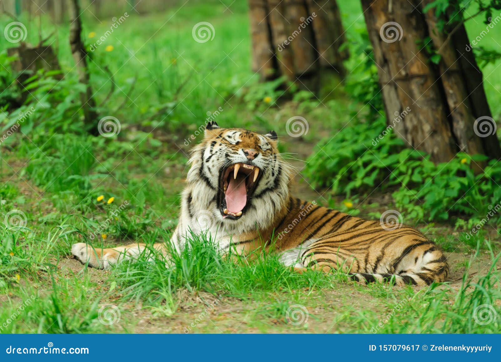 Roaring tiger stock image. Image of gaze, aggression - 157079617