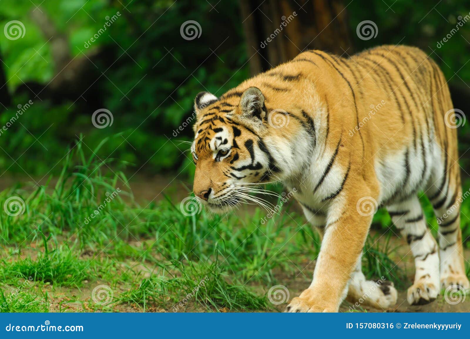 Tiger Walking in the Forest Stock Photo - Image of grass, mammal: 157080316