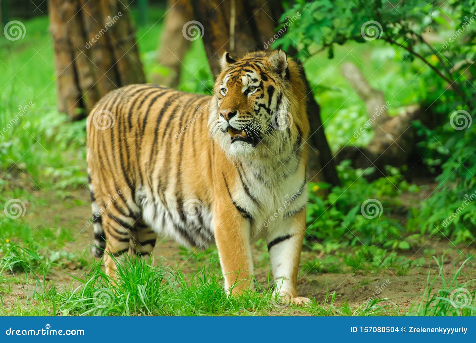 Tiger in the forest stock photo. Image of head, beautiful - 157080504