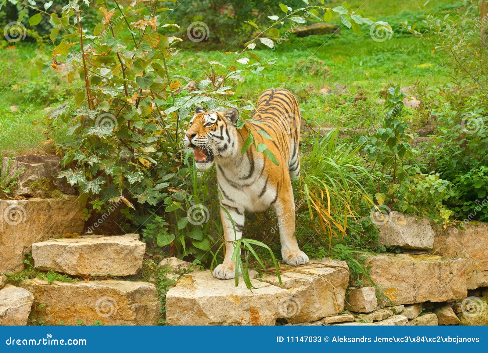 Tiger in green nature stock image. Image of hunting, large - 11147033