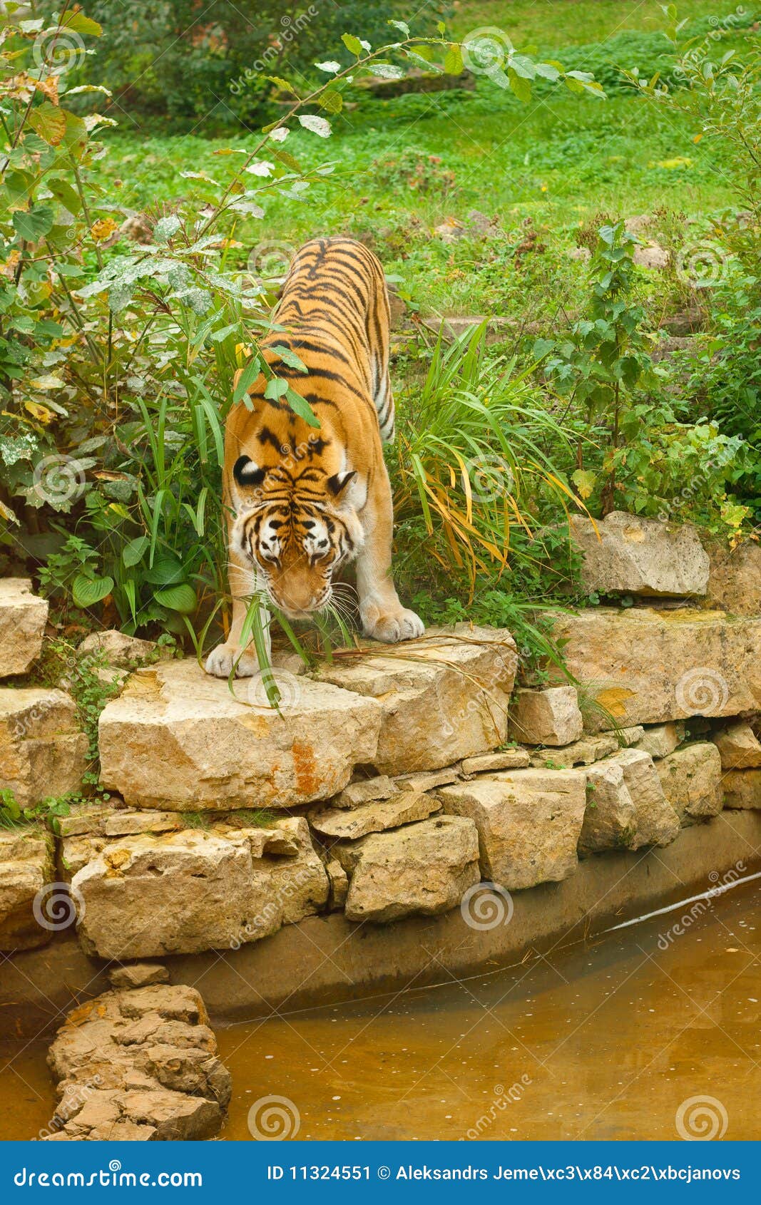 Tiger in green nature stock image. Image of majestic - 11324551