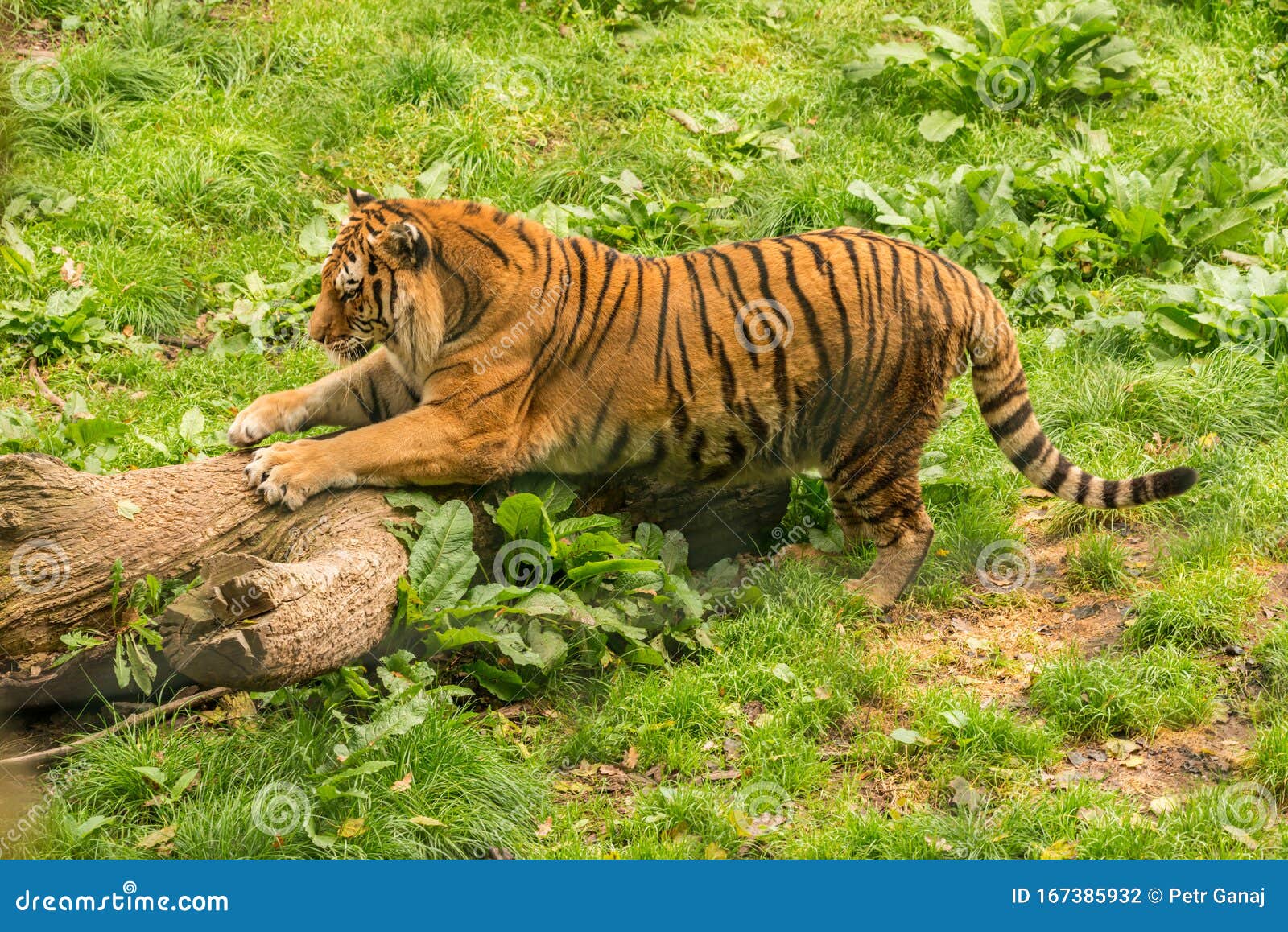Tiger Grinding Claws on a Log Stock Photo - Image of jungle, hair ...