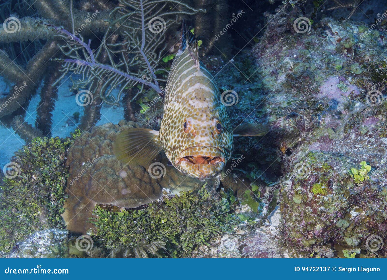 Tiger Grouper stock image. Image of grouper, barrier - 94722137