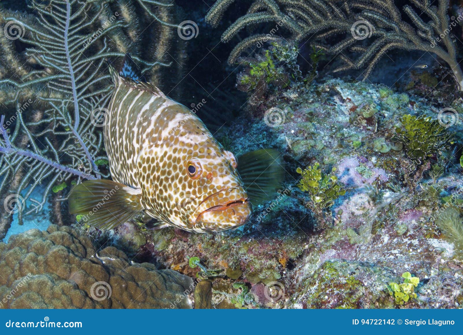 Tiger Grouper stock photo. Image of tigris, underwater - 94722142