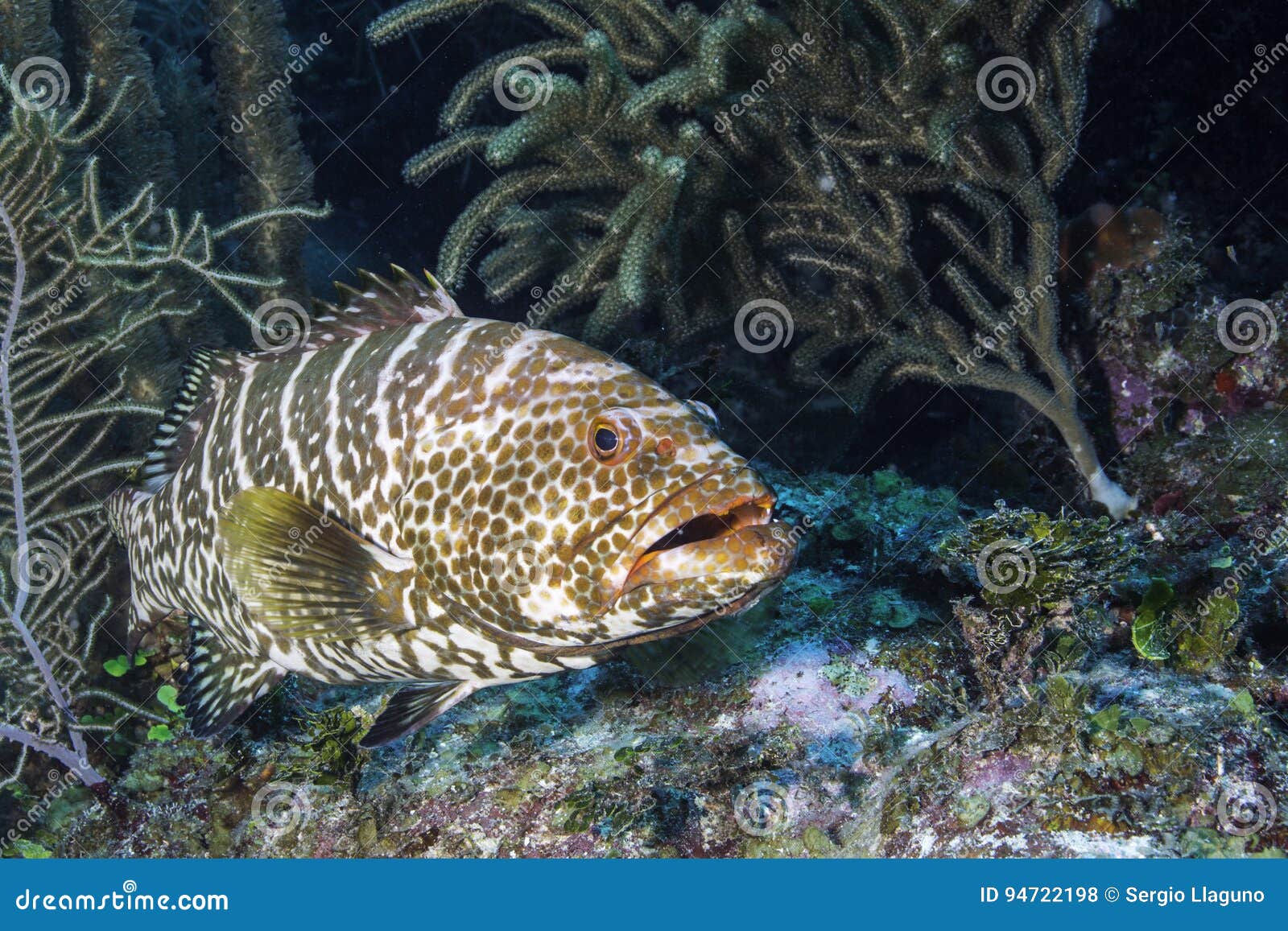 Tiger Grouper stock photo. Image of underwater, placencia - 94722198