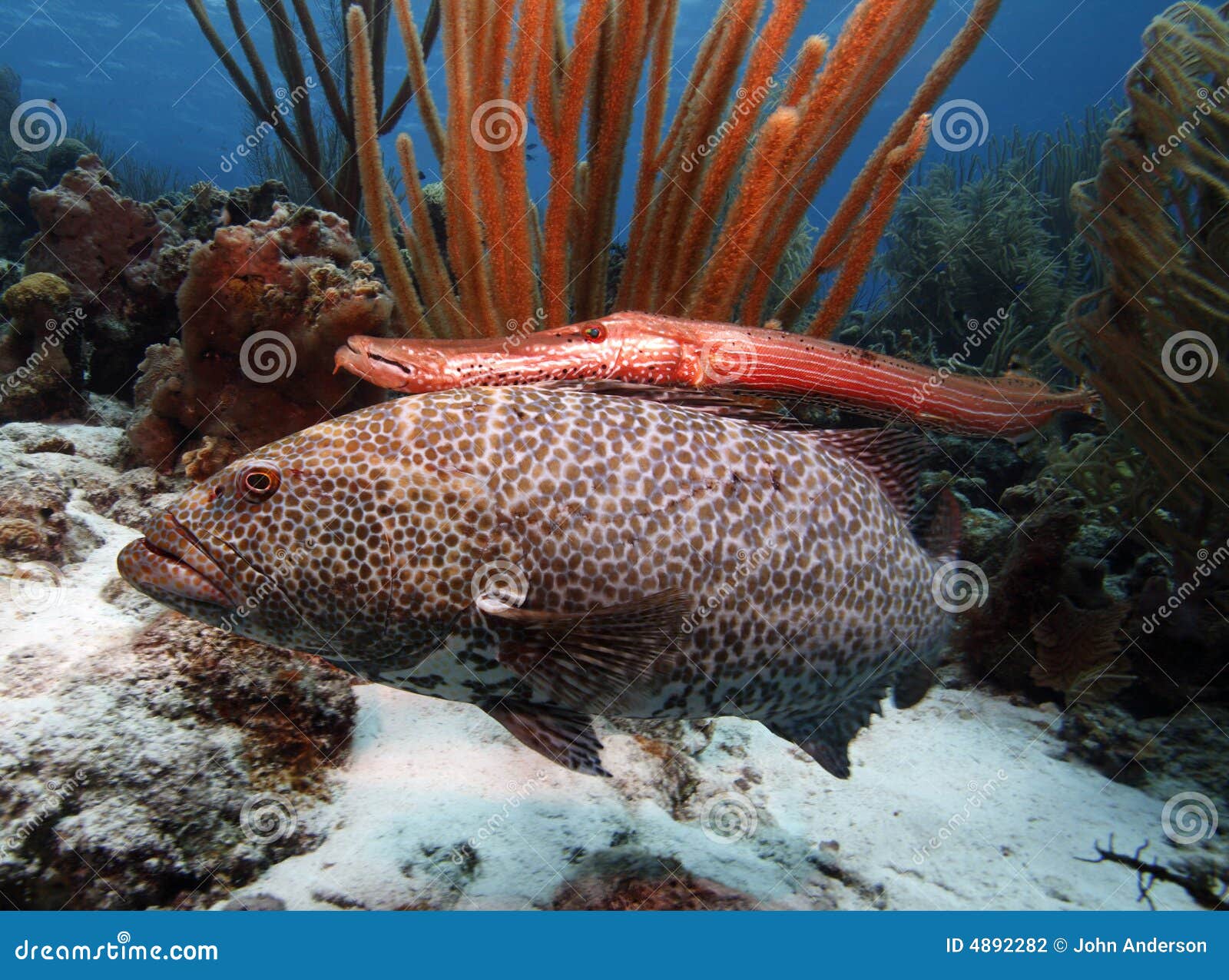 Tiger Grouper & Trumpet Fish Stock Photo - Image of dutch, underwater ...