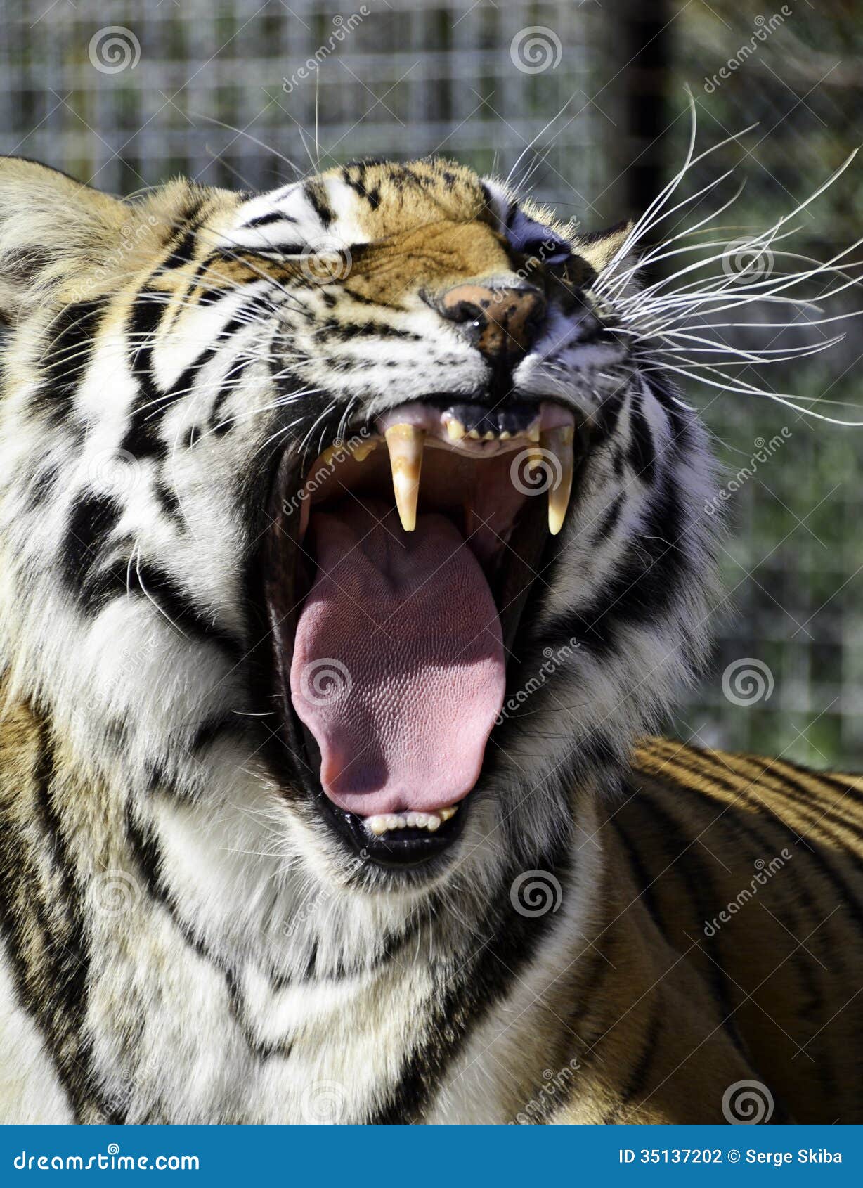 Tiger Growl stock photo. Image of growl, angry, orange - 35137202