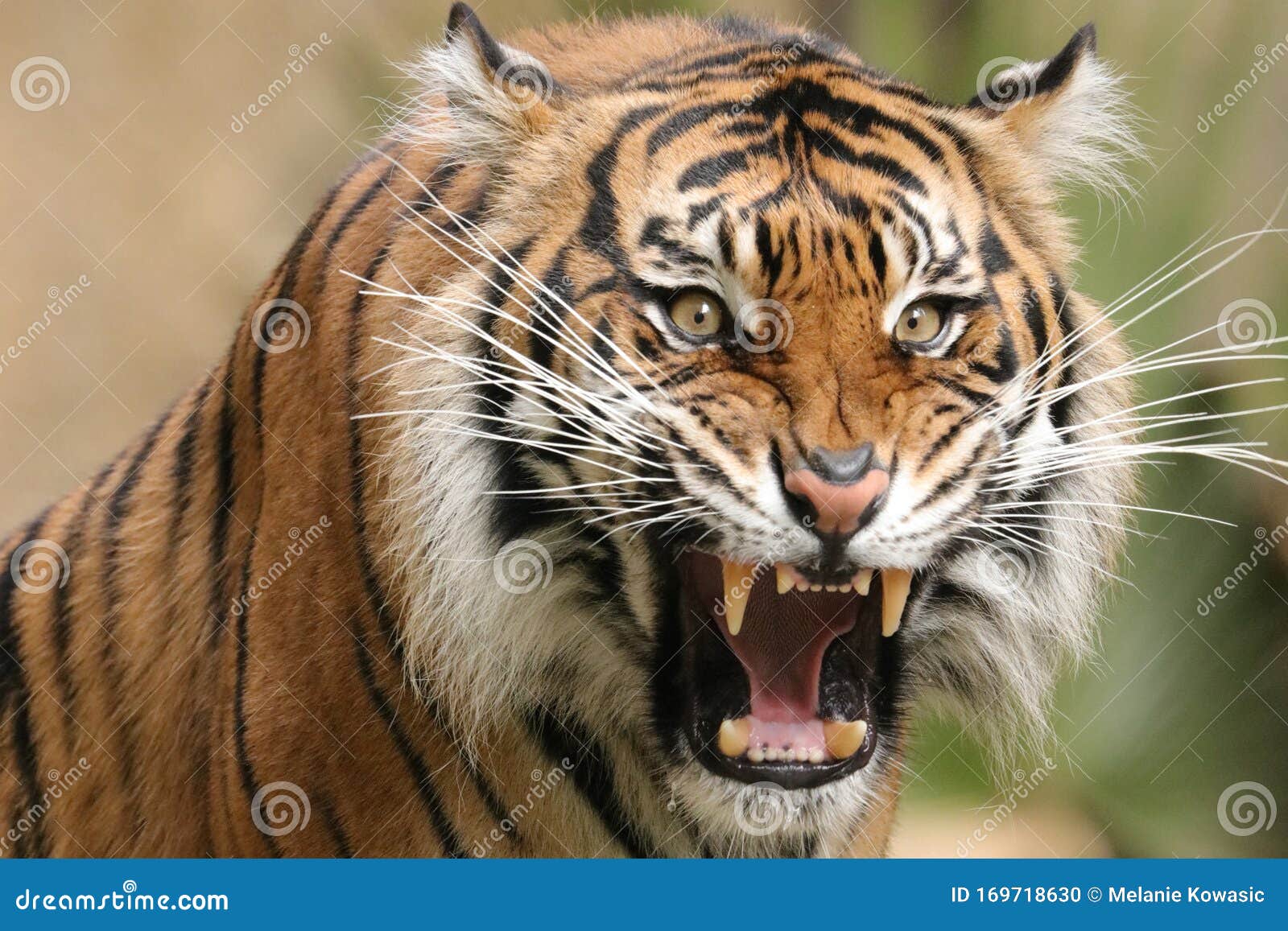 Tiger Attack Stock Photography | CartoonDealer.com #169718630
