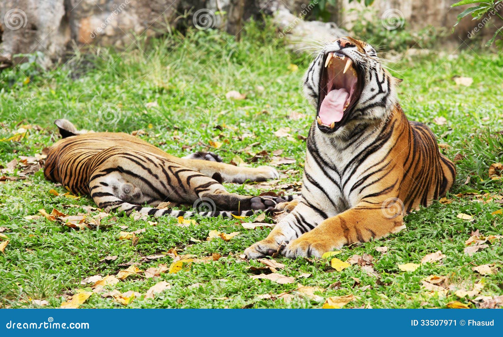 A tiger is growling stock image. Image of green, resting - 33507971