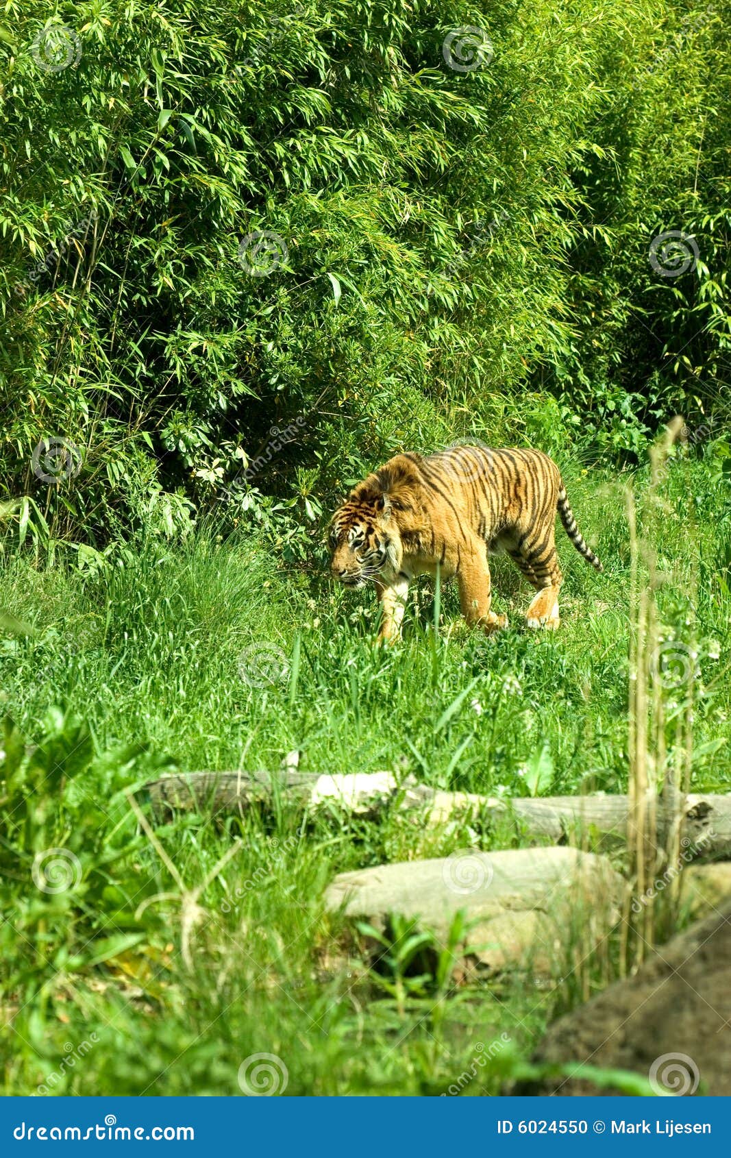 Tiger habitat stock photo. Image of whisker, danger, tiger - 6024550