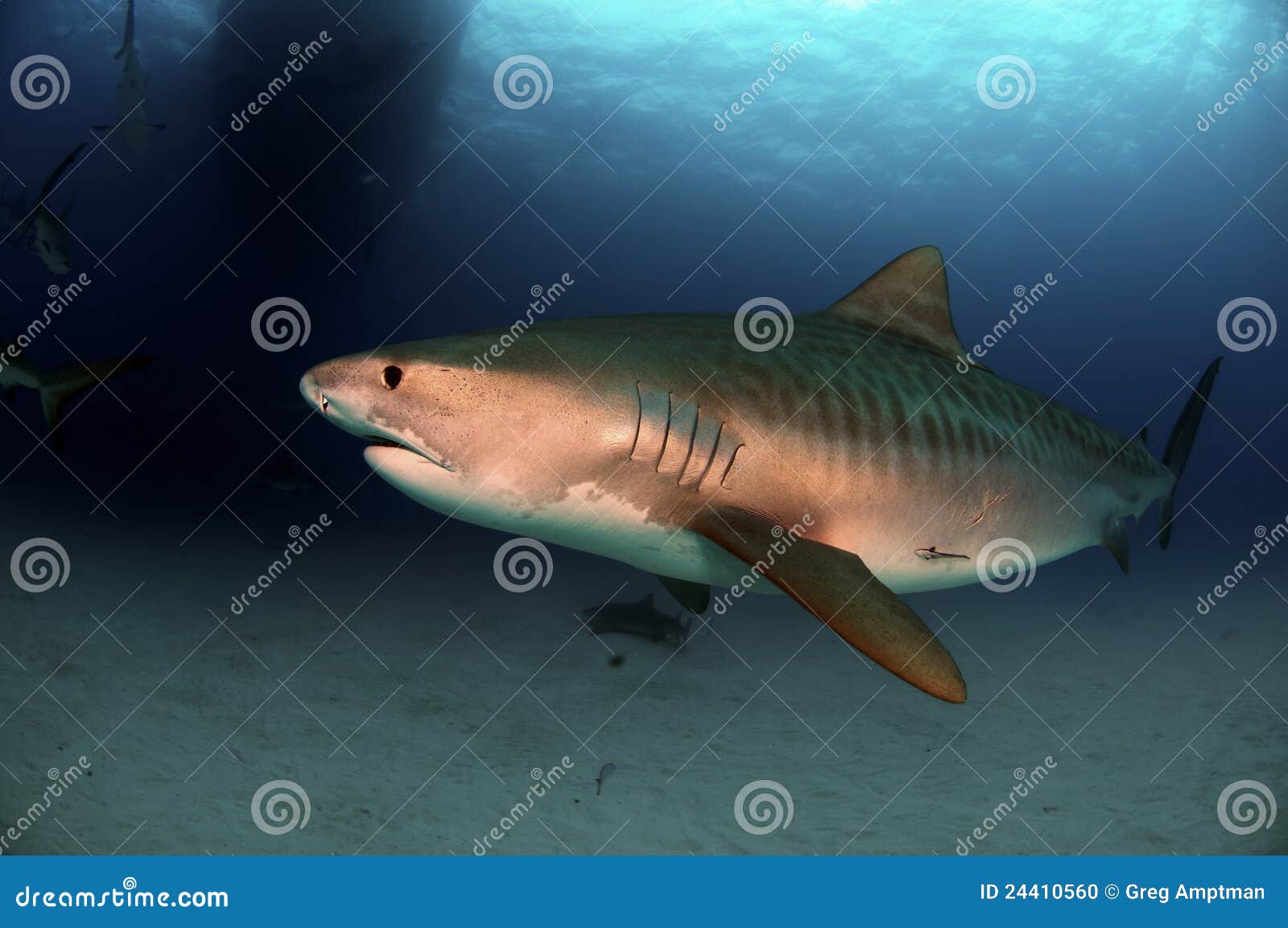 Tiger-Haifisch stockfoto. Bild von karibisch, meer, unterwasser - 24410560