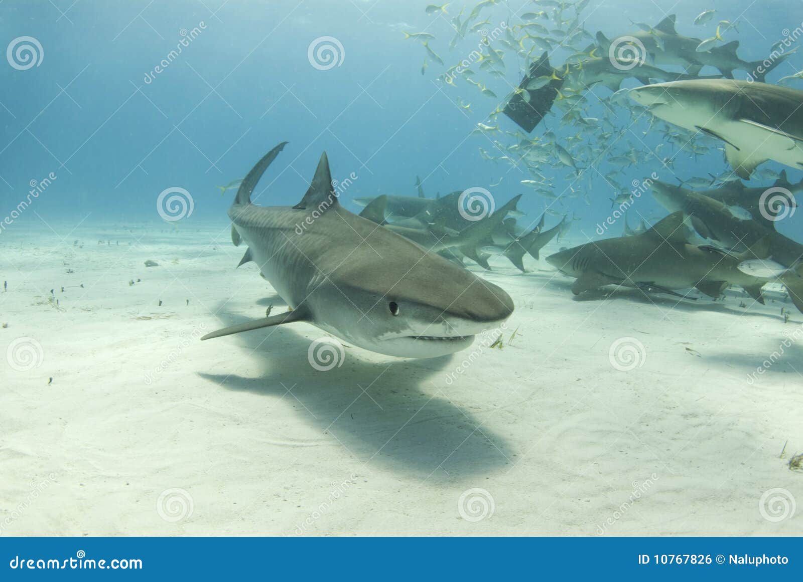 Tiger-Haifisch Mit Speisenzitronen Stockfoto - Bild von atlantisch ...