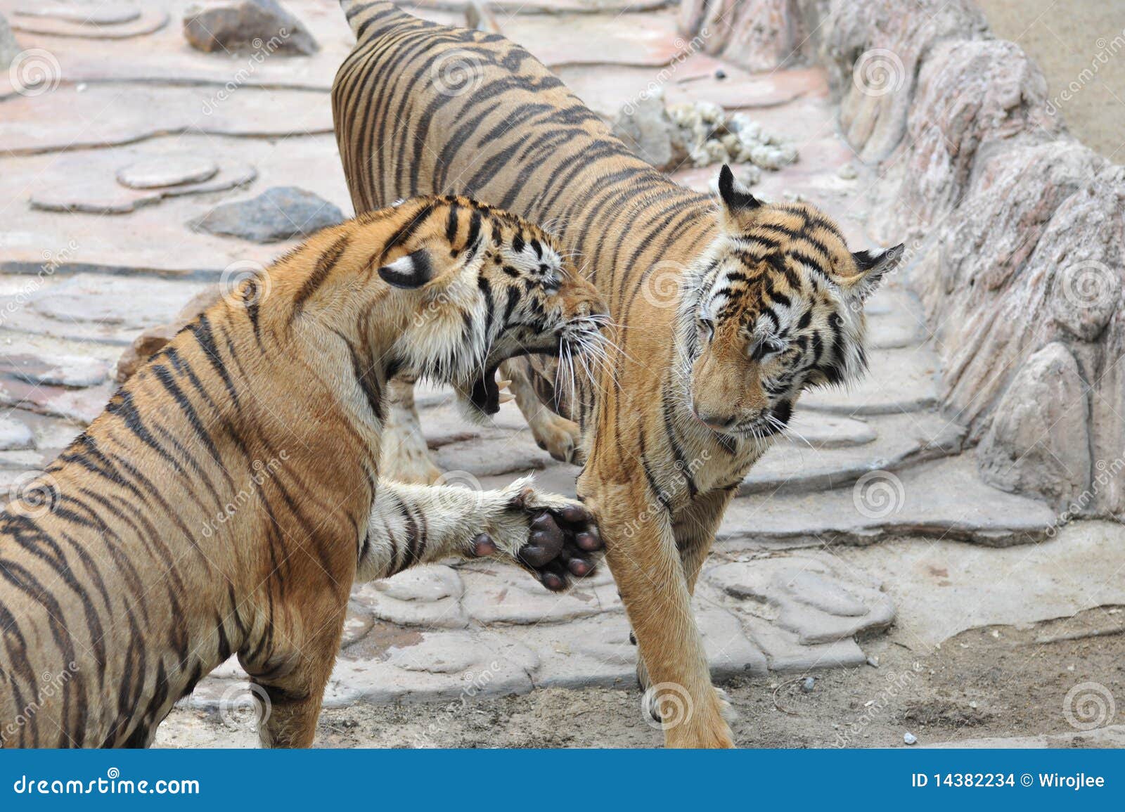 Tiger hand stock photo. Image of fang, wild, india, hunting - 14382234