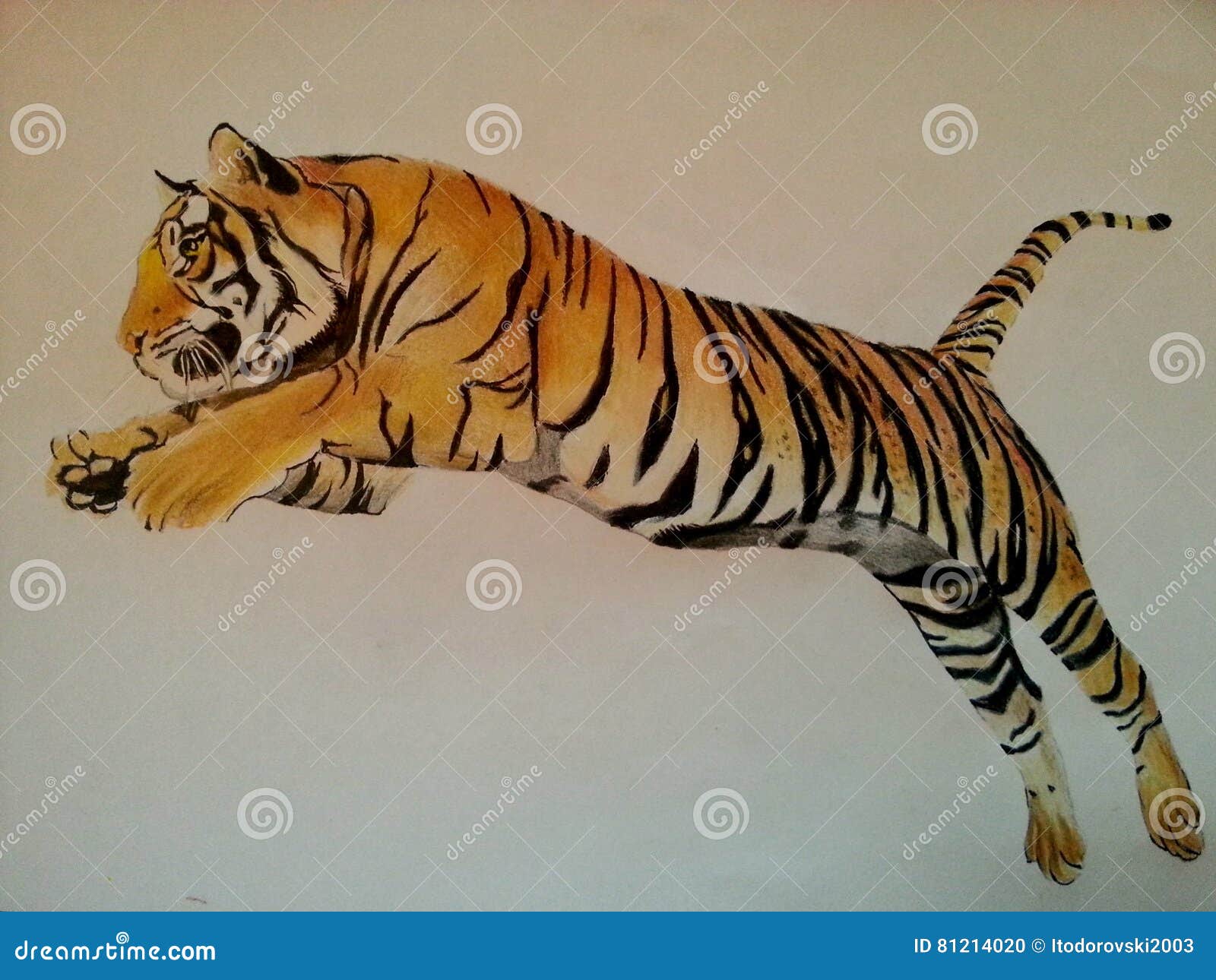 Tiger hand draw stock illustration. Illustration of drawn - 81214020