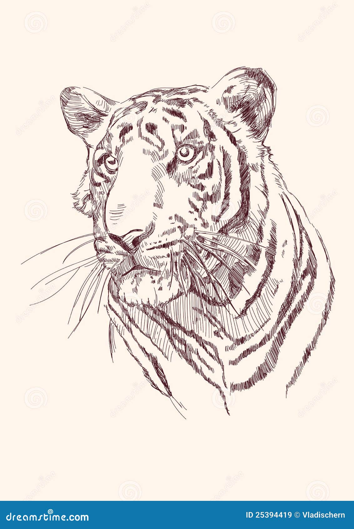 Tiger hand drawn stock vector. Illustration of culture - 25394419
