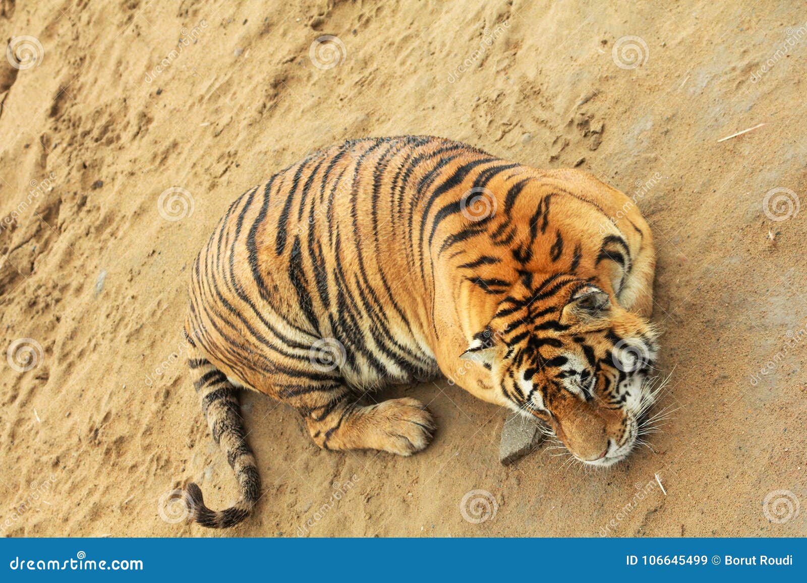 Siberian tiger have a rest stock image. Image of asia - 106645499