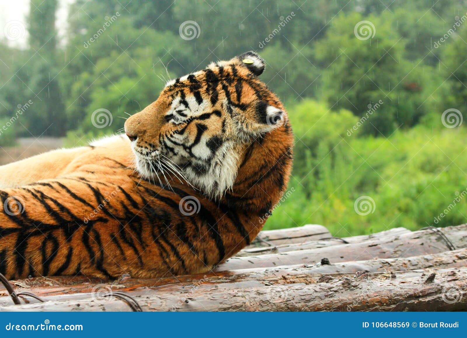 Siberian tiger have a rest stock image. Image of endangered - 106648569
