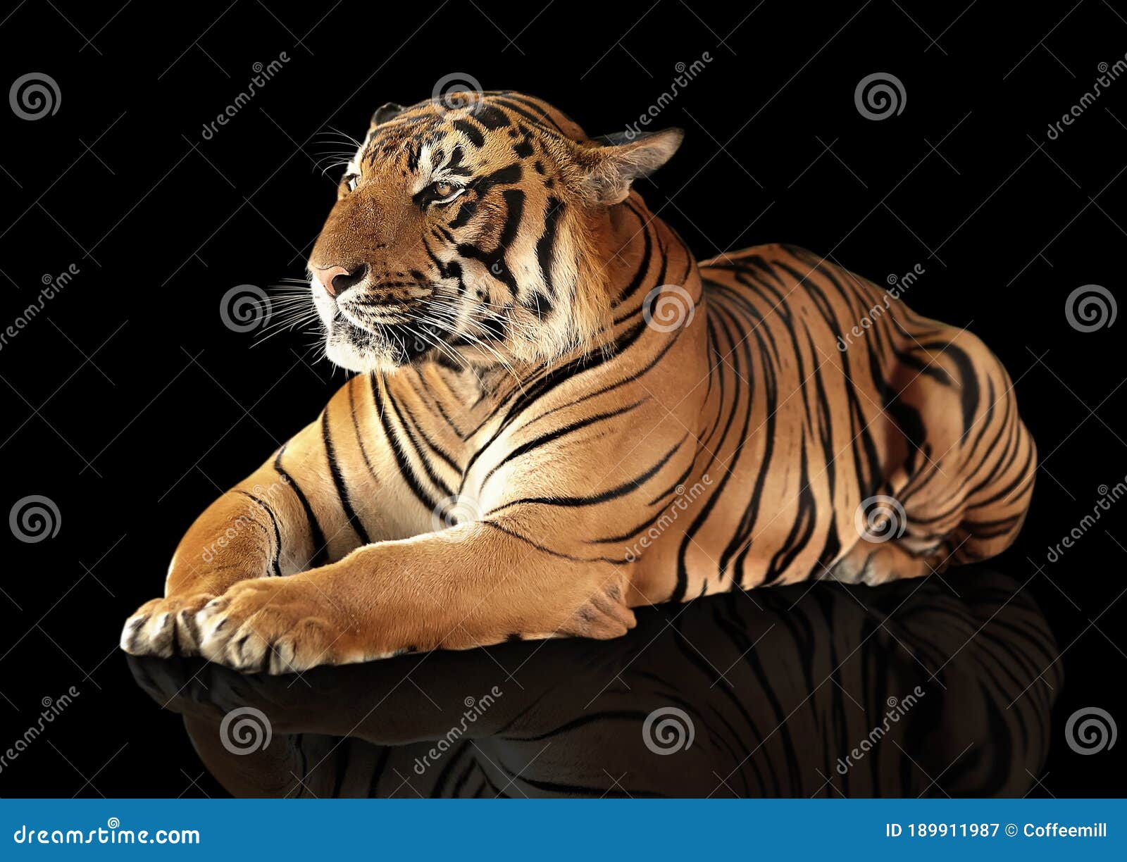 Tiger has a rest stock image. Image of exotic, rest - 189911987