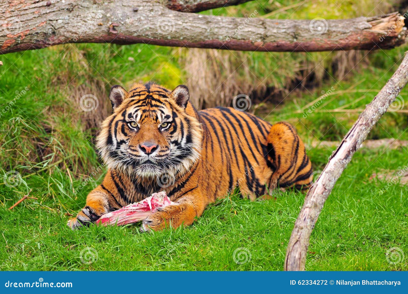 Tiger having lunch stock photo. Image of beauty, aggressive - 62334272