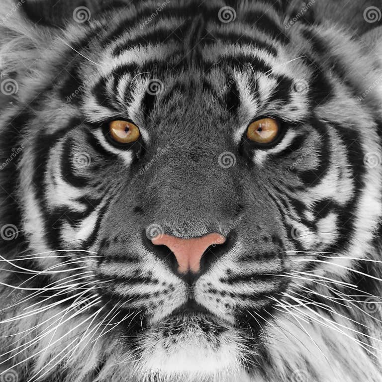 Tiger head stock image. Image of close, animal, portrait - 11952003