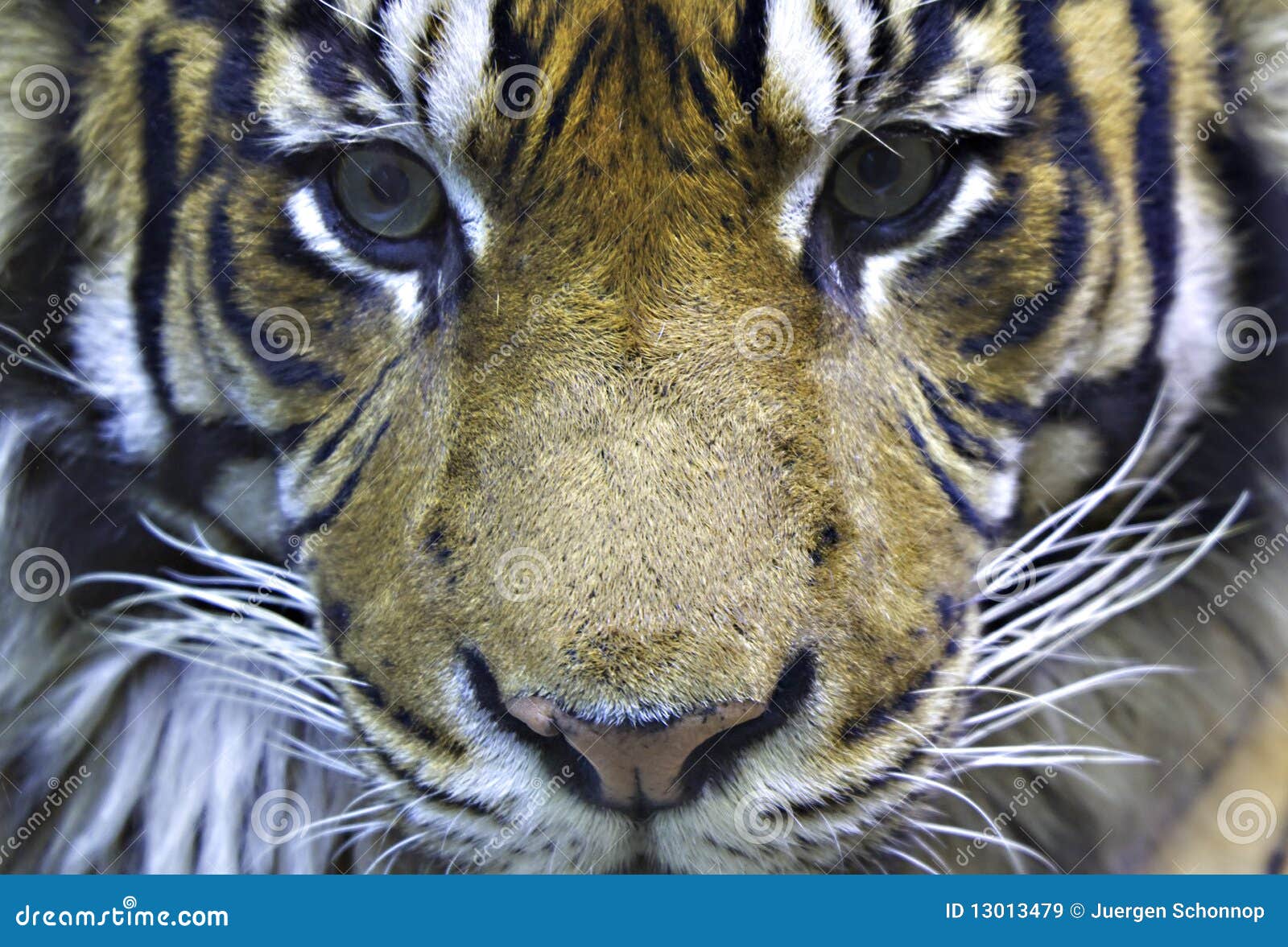 Tiger Head stock image. Image of wildlife, animal, tiger - 13013479