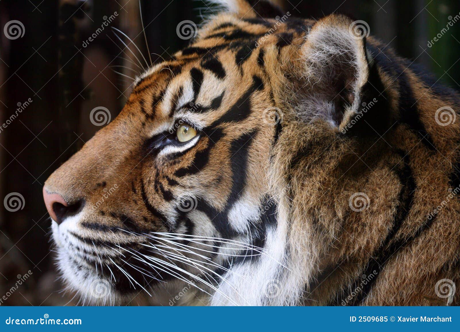 Tiger head stock image. Image of still, africa, calm, wild - 2509685