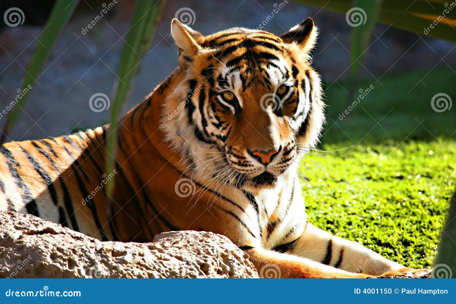 Tiger Head stock photo. Image of killer, wild, wildlife - 4001150